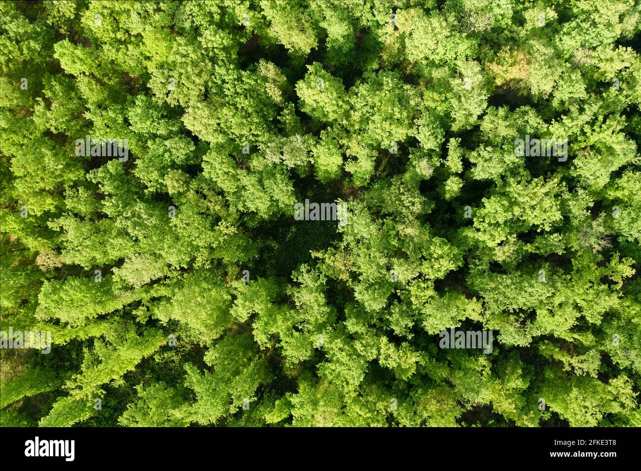 View from above, stunning aerial view of a forest surrounded by a ...