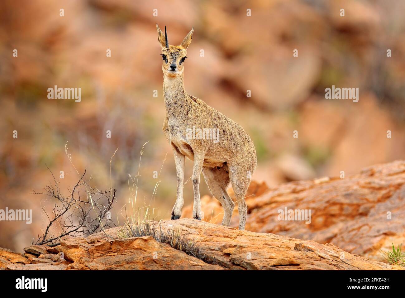 Klipspringer antelope, in the rock habitat. Animal sitting on the stone ...