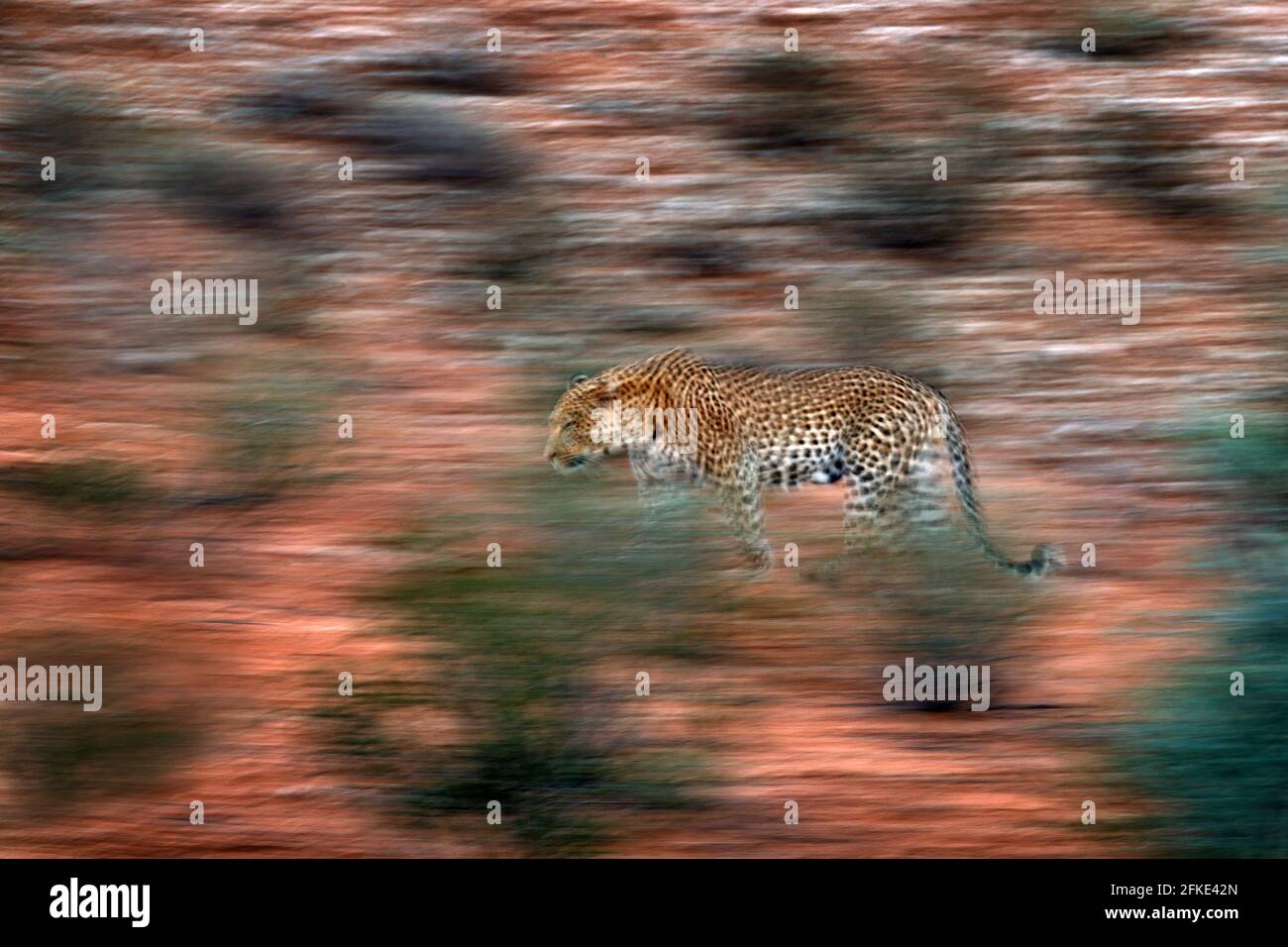 Artistic photo of African leopard, Panthera pardus, expressing movement ...