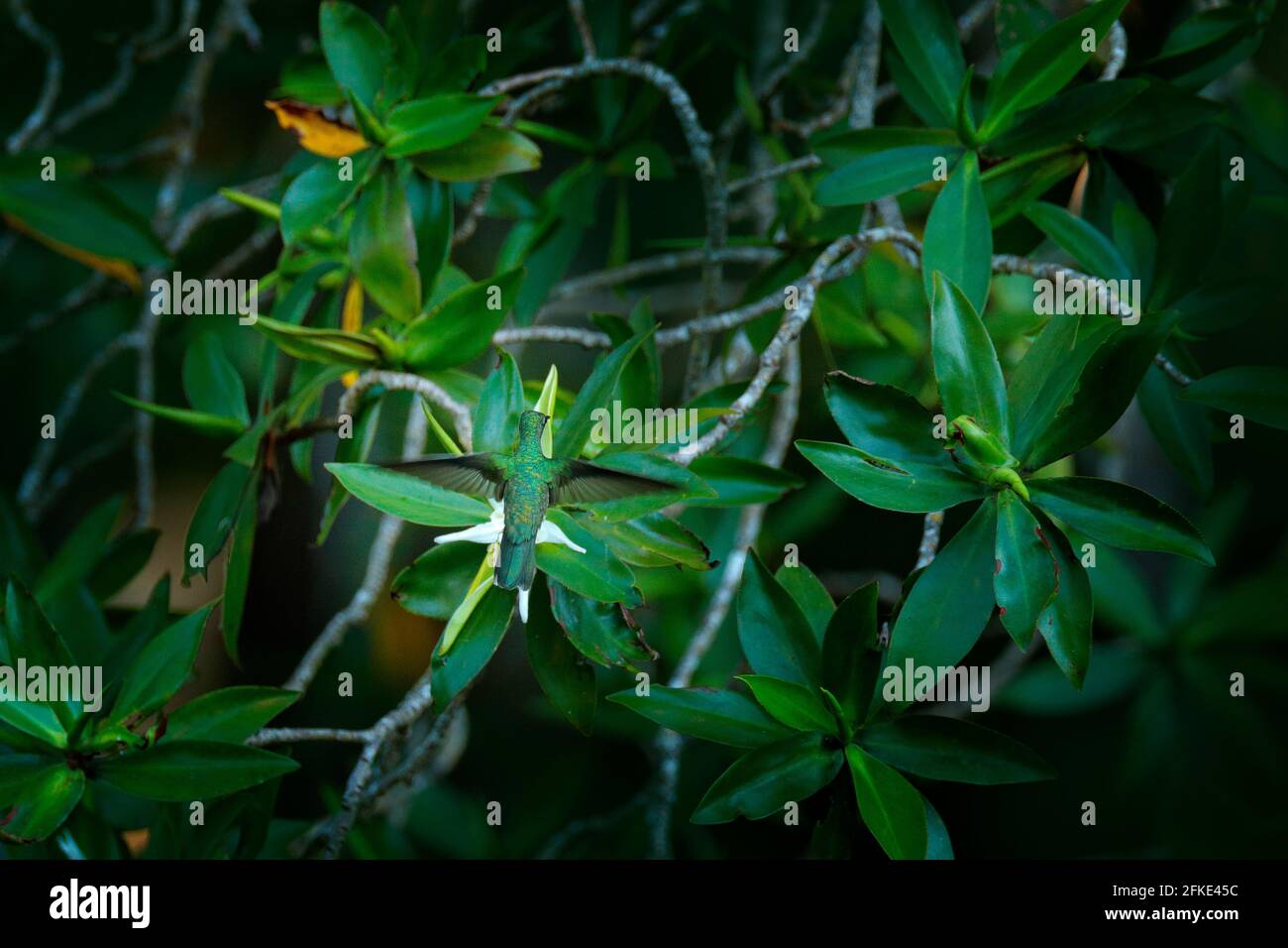 Mangrove hummingbird, Amazilia boucardi, in the coastal tree forest ...