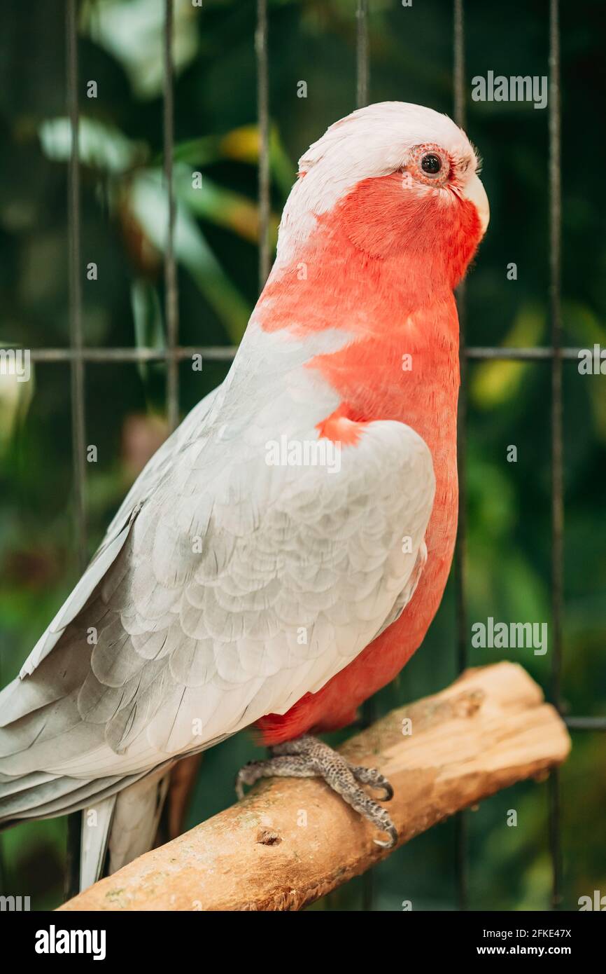 Also known as the pink and grey cockatoo hi-res stock photography and ...