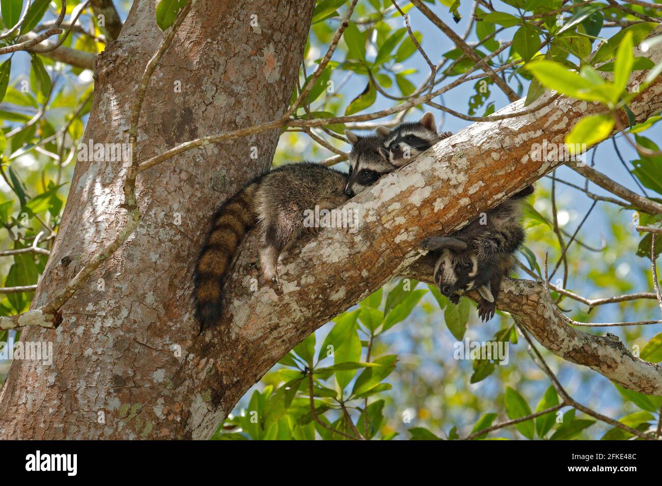 Raccoon, Procyon lotor, hidden in the green forest vegetation in ...
