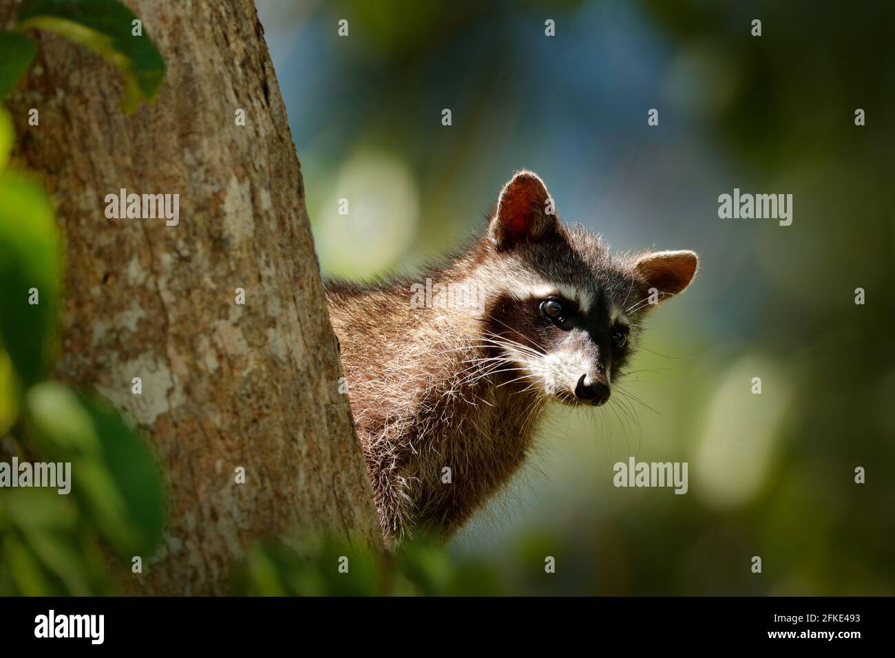 Raccoon, Procyon lotor, hidden in the green forest vegetation in ...