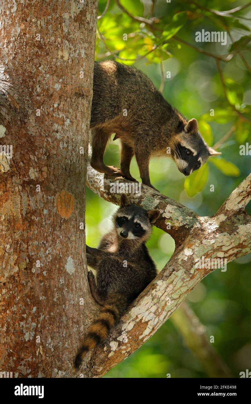 Raccoon, Procyon lotor, hidden in the green forest vegetation in ...