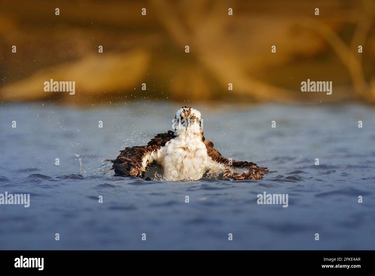 Flying osprey with fish. Action scene with bird, nature water habitat ...