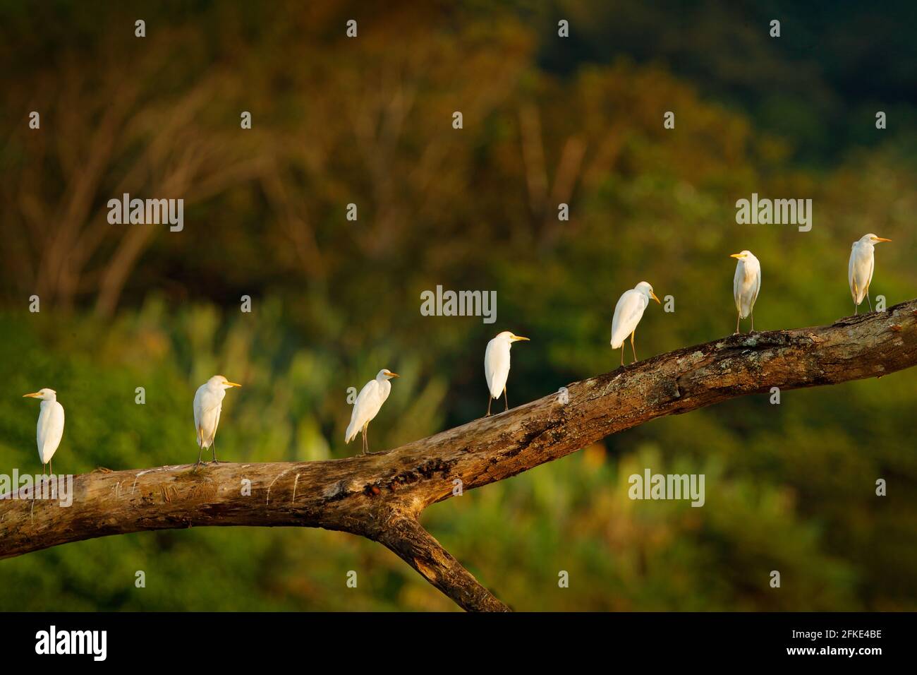 Bamboo forest old man hi-res stock photography and images - Alamy
