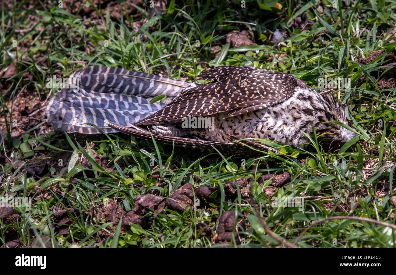 Dead bird lying on the grass in the park. Corpse of a bird. Selective ...