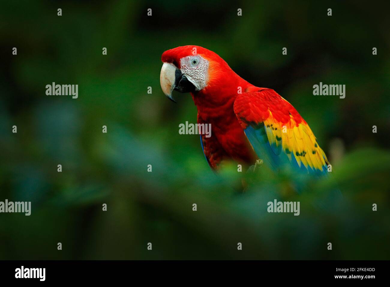 Red parrot. Detail close-up of parrot Scarlet Macaw, Ara macao, bird ...
