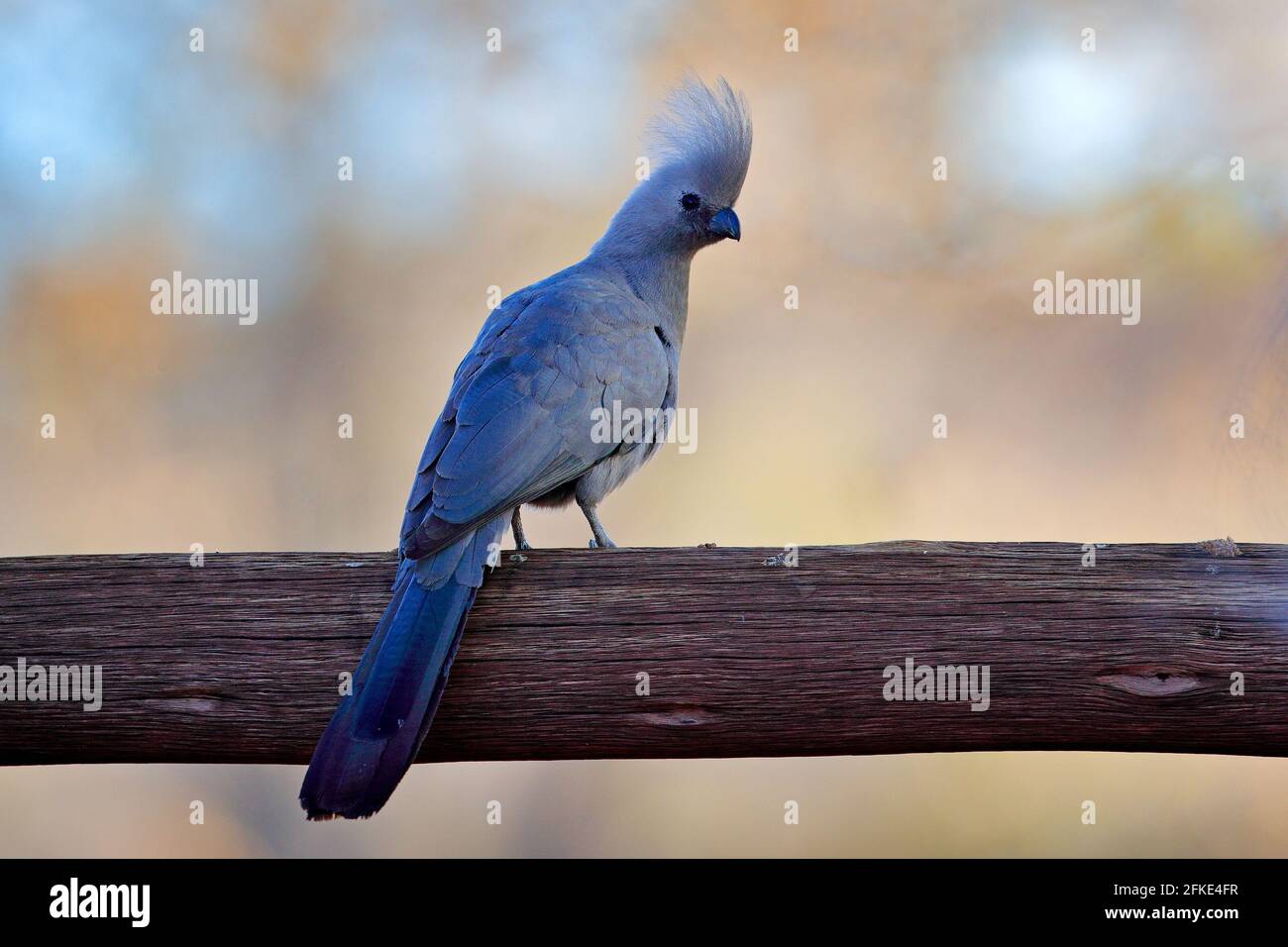 Grey go-away-bird, Corythaixoides concolor, grey lourie detail portrait ...