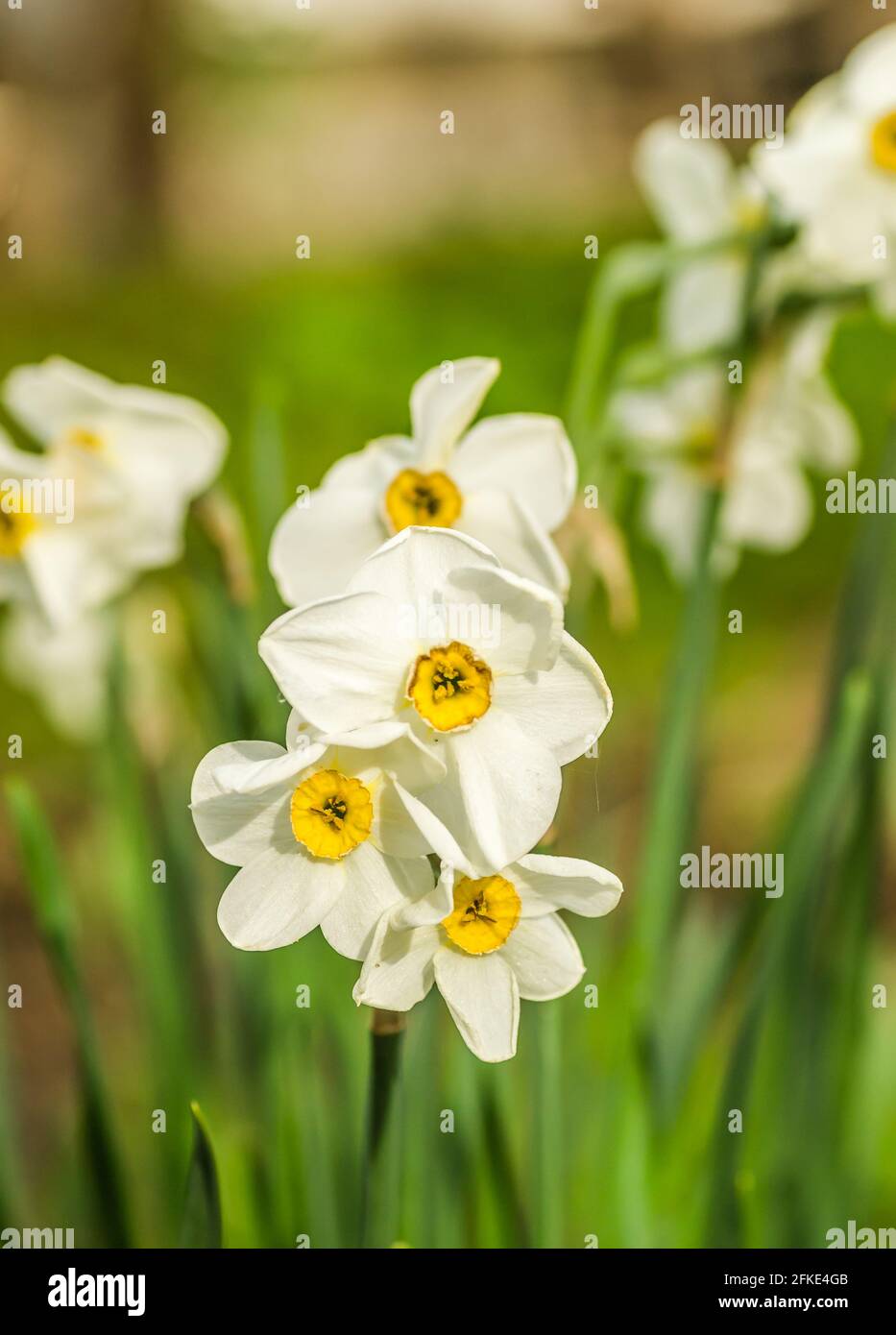 Pure white narcissus hi-res stock photography and images - Alamy