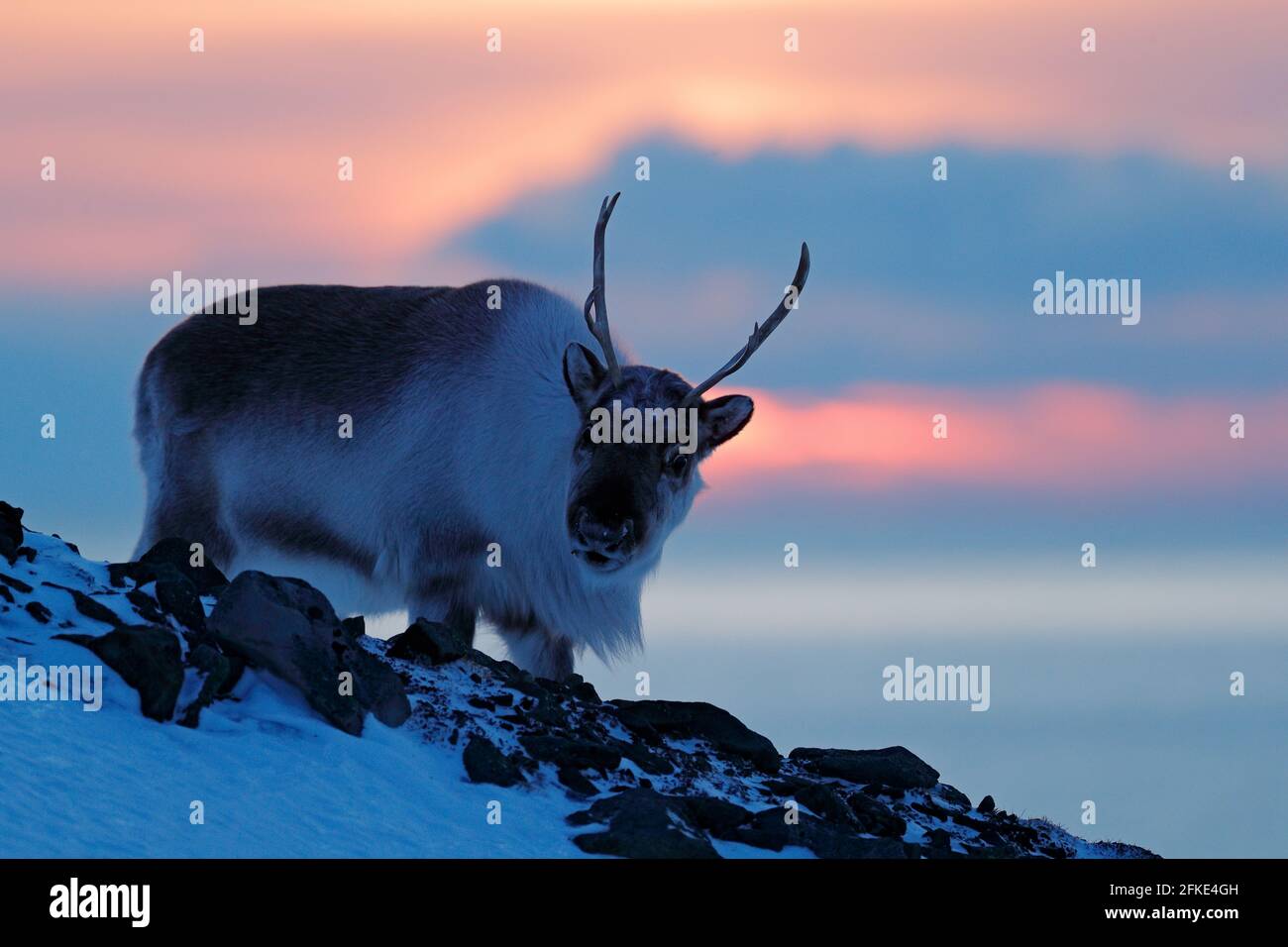 Winter landscape with reindeer. Wild Reindeer, Rangifer tarandus, with ...