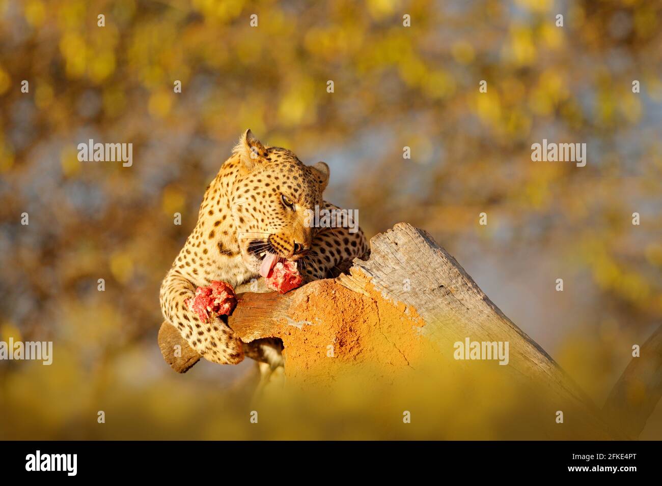 Leopard feeding catch on the tree. Animal kill behaviour in the Africa ...