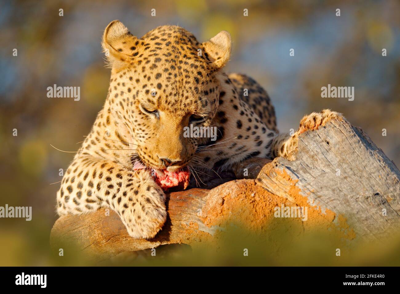 Leopard feeding catch on the tree. Animal kill behaviour in the Africa ...