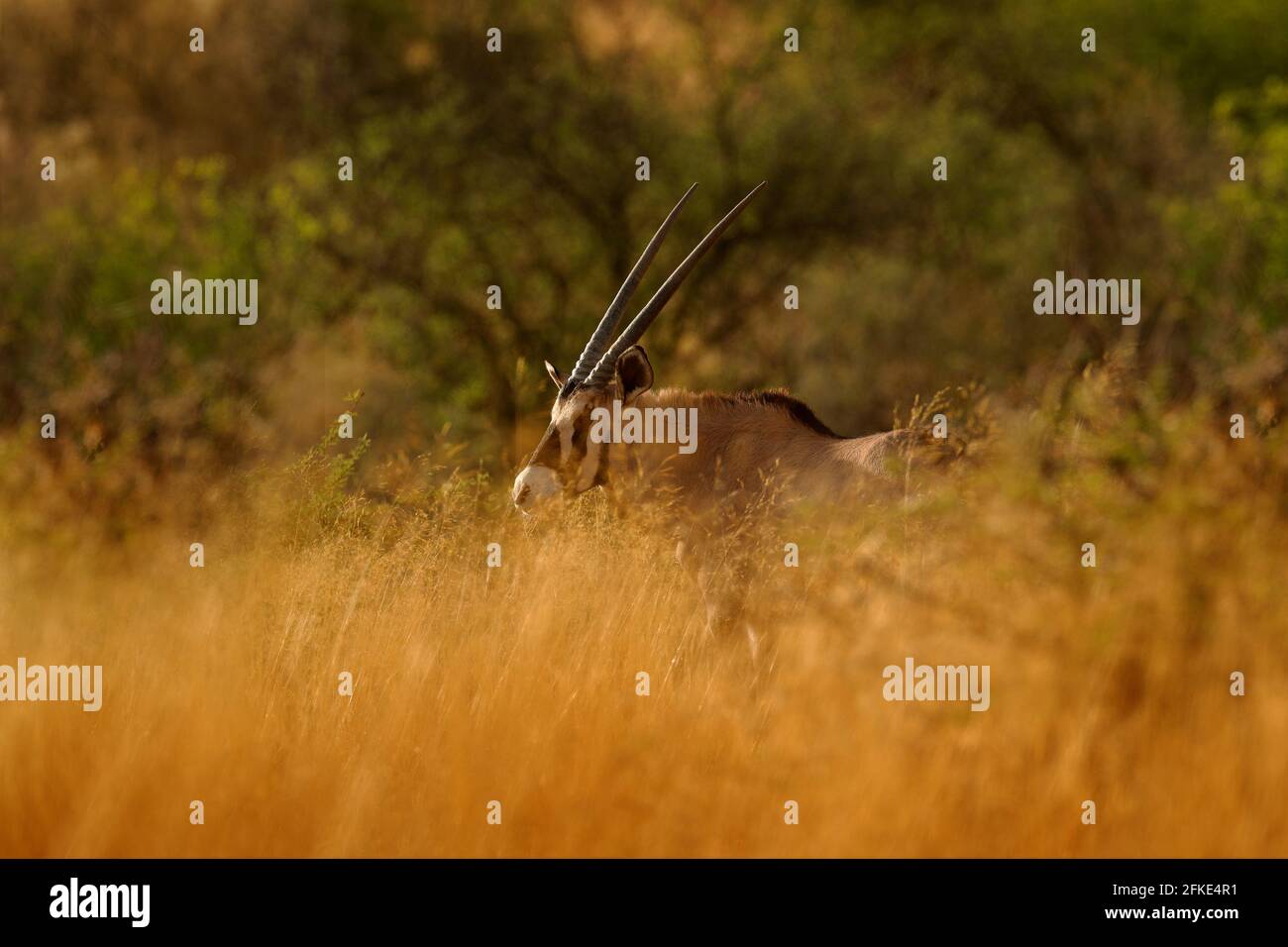 Africa evening sunset. Gemsbok with green forest. Gemsbuck, Oryx ...