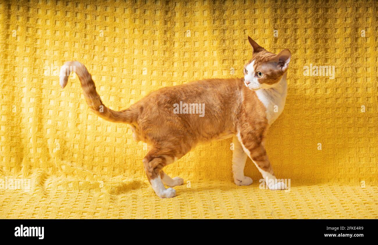 Funny Red Ginger Devon Rex Cat Posing On Plaid. Short-haired Cat Of ...