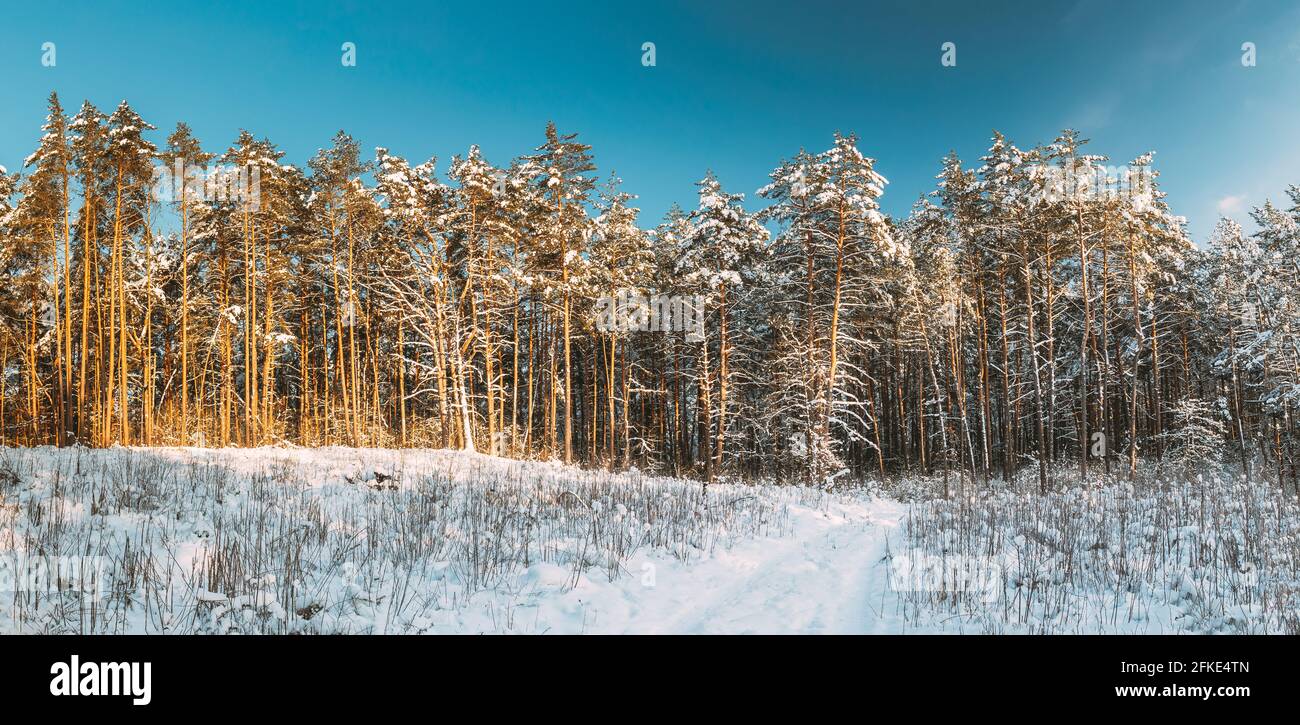 Snow Covered Pine Forest. Frosted Trees Frozen Trunks Woods In Winter ...