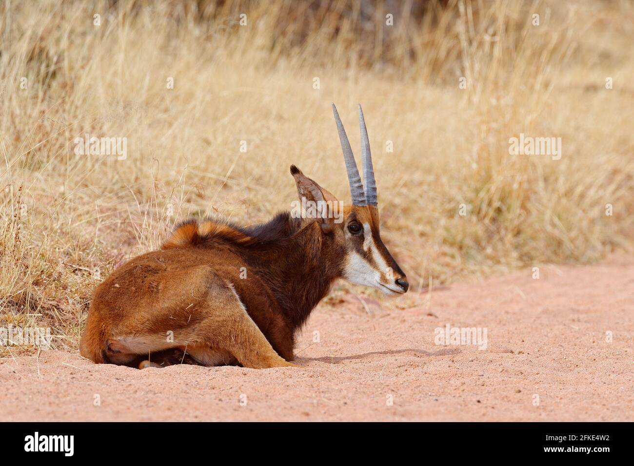 Sable antelope, Hippotragus niger, savanna antelope found in Botswana ...