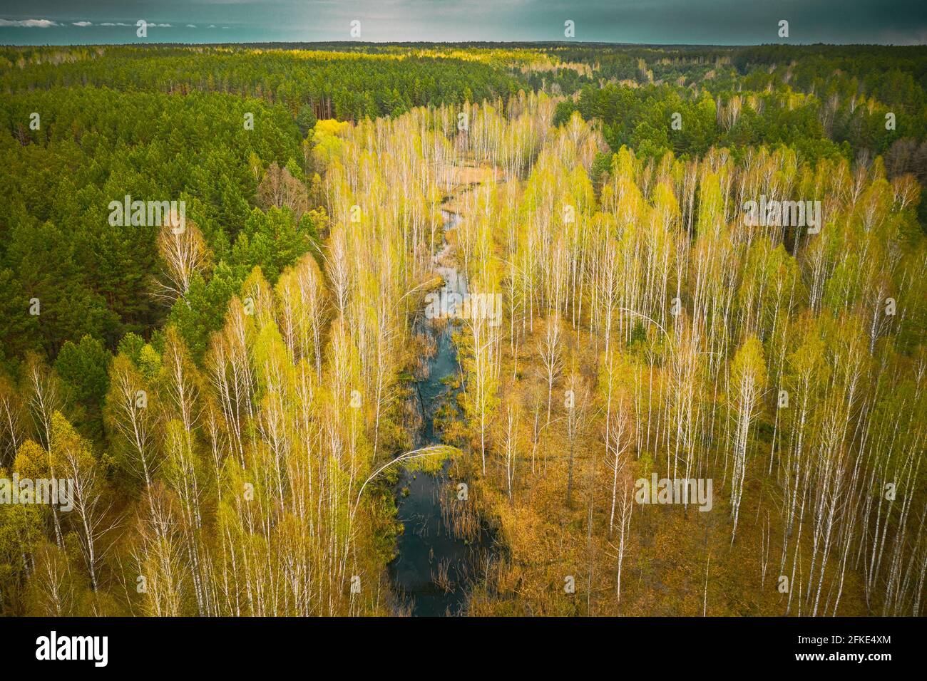 Spring Season. Aerial View. Young Birches Grow Among Small Marsh Bog ...