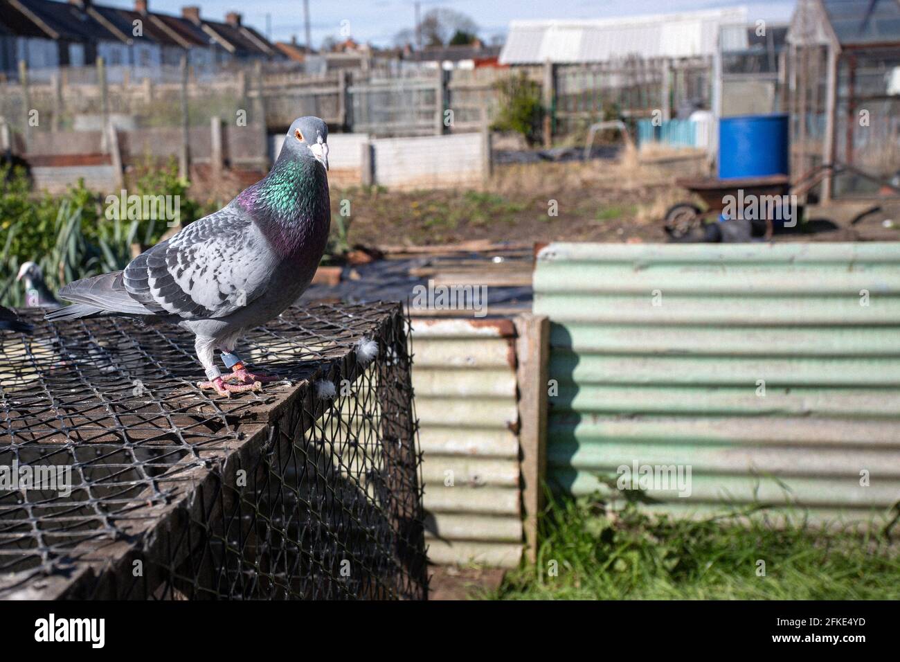 racing pigeon in Hartlepool , County Durham, UK Stock Photo - Alamy