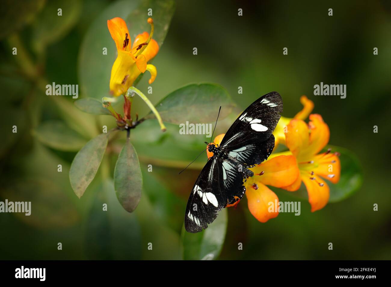 Doris Longwing Butterfly, Heliconius Doris, butterfly, in nature ...