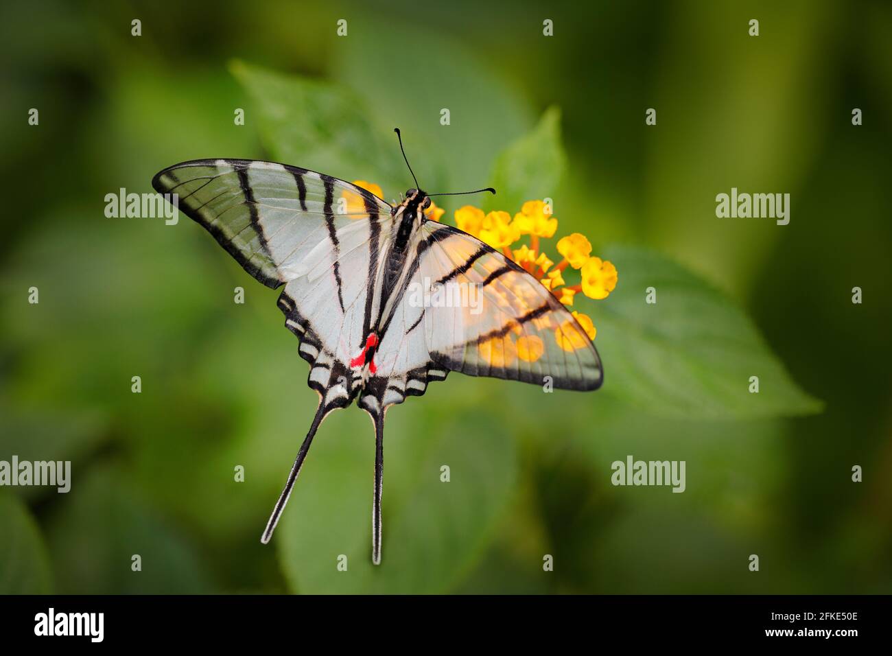 Mexican Kite-Swallowtail Eurytides epidaus, beautiful butterfly with ...