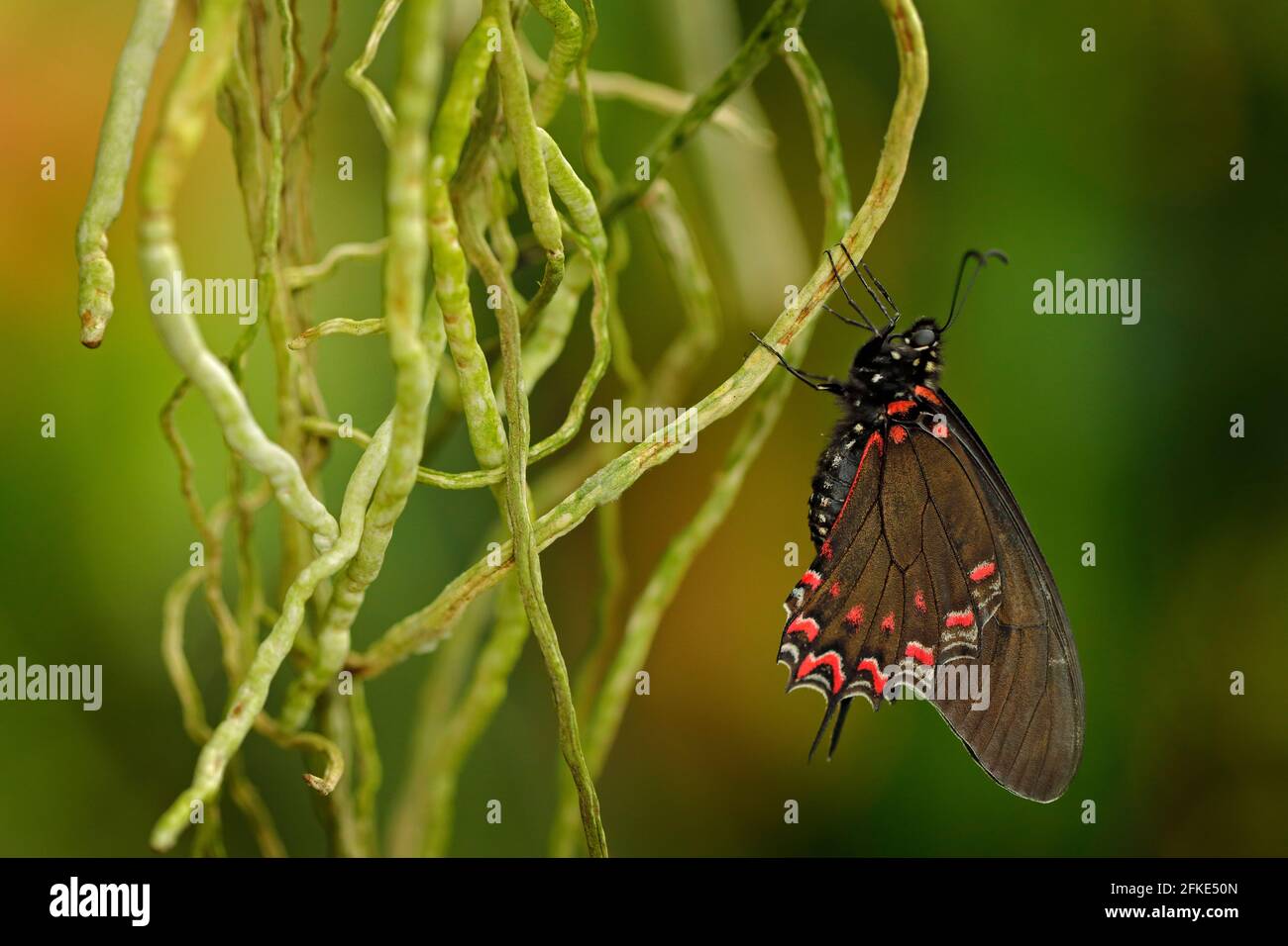 Eurytides thymbraeus, White-crescent Swallowtail, butterfly in the ...