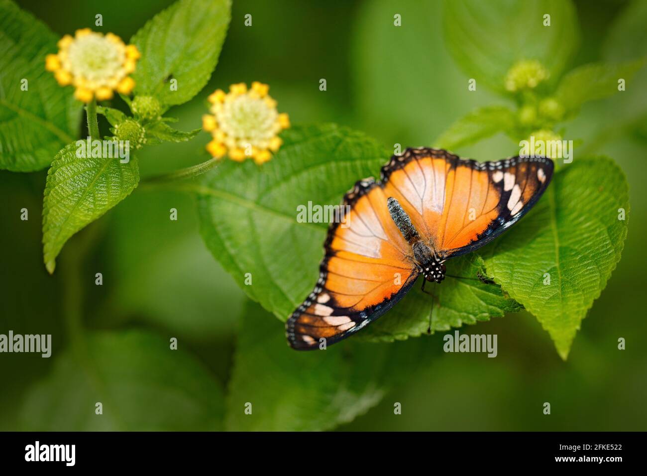 Danaus chrysippus, Plain tiger African queen butterfly sitting on the ...