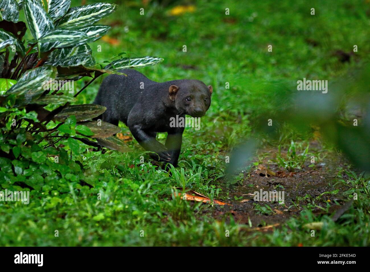 Tayra, Eira barbara, omnivorous animal from the weasel family. Tayra ...