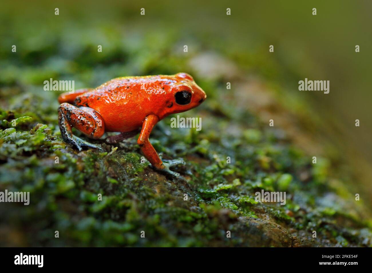 Strawberry Poison Dart Frog Habitat