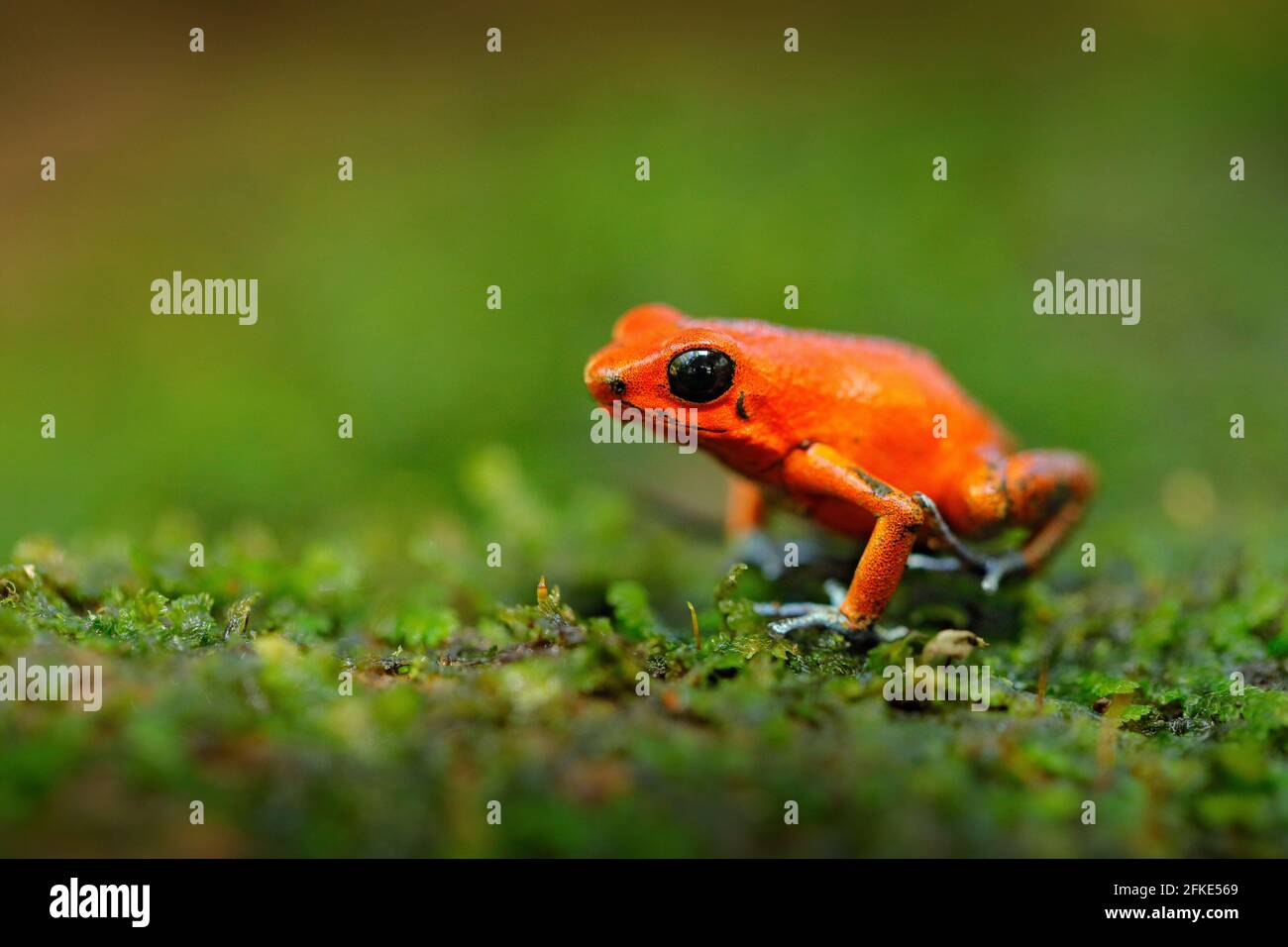 Orange frog. Red Strawberry poison dart frog, Dendrobates pumilio, in ...