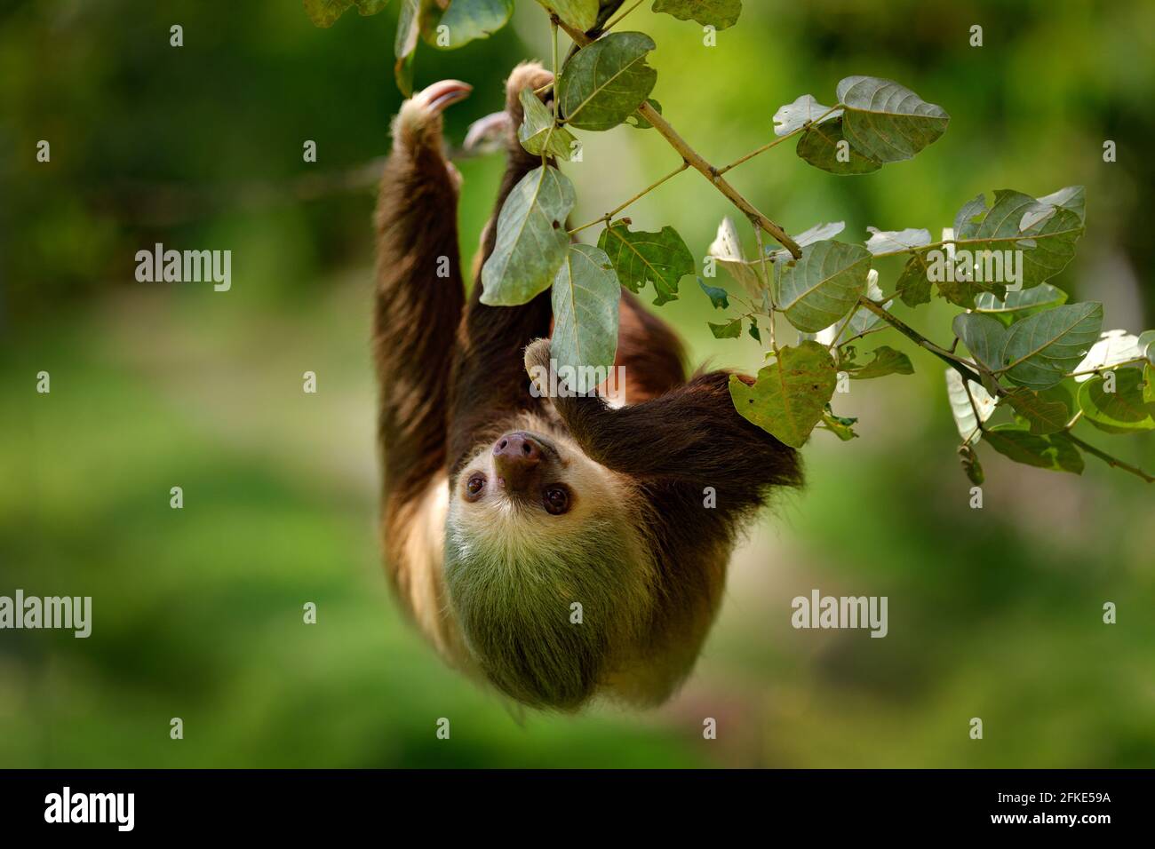 Sloth in nature habitat. Beautiful Hoffman’s Two-toed Sloth, Choloepus ...