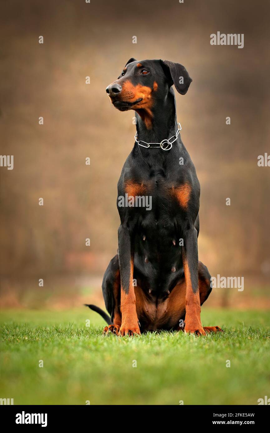Largest Doberman Breed