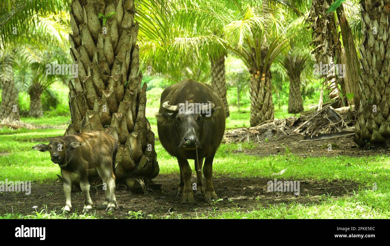 Buffalo with a calf in a rural area among palm trees. Plantation of ...