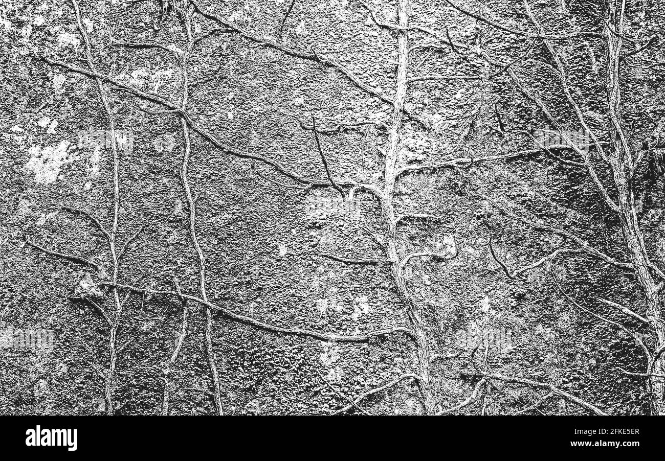 Distressed overlay wooden leaves macro texture with streaks. grunge ...