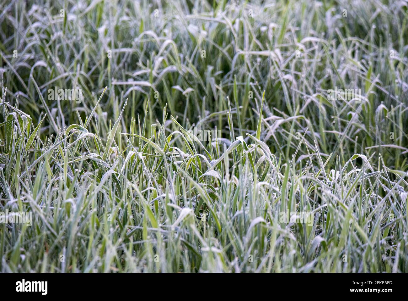 The grass is covered with frost. Spring frosty morning. Change of the ...
