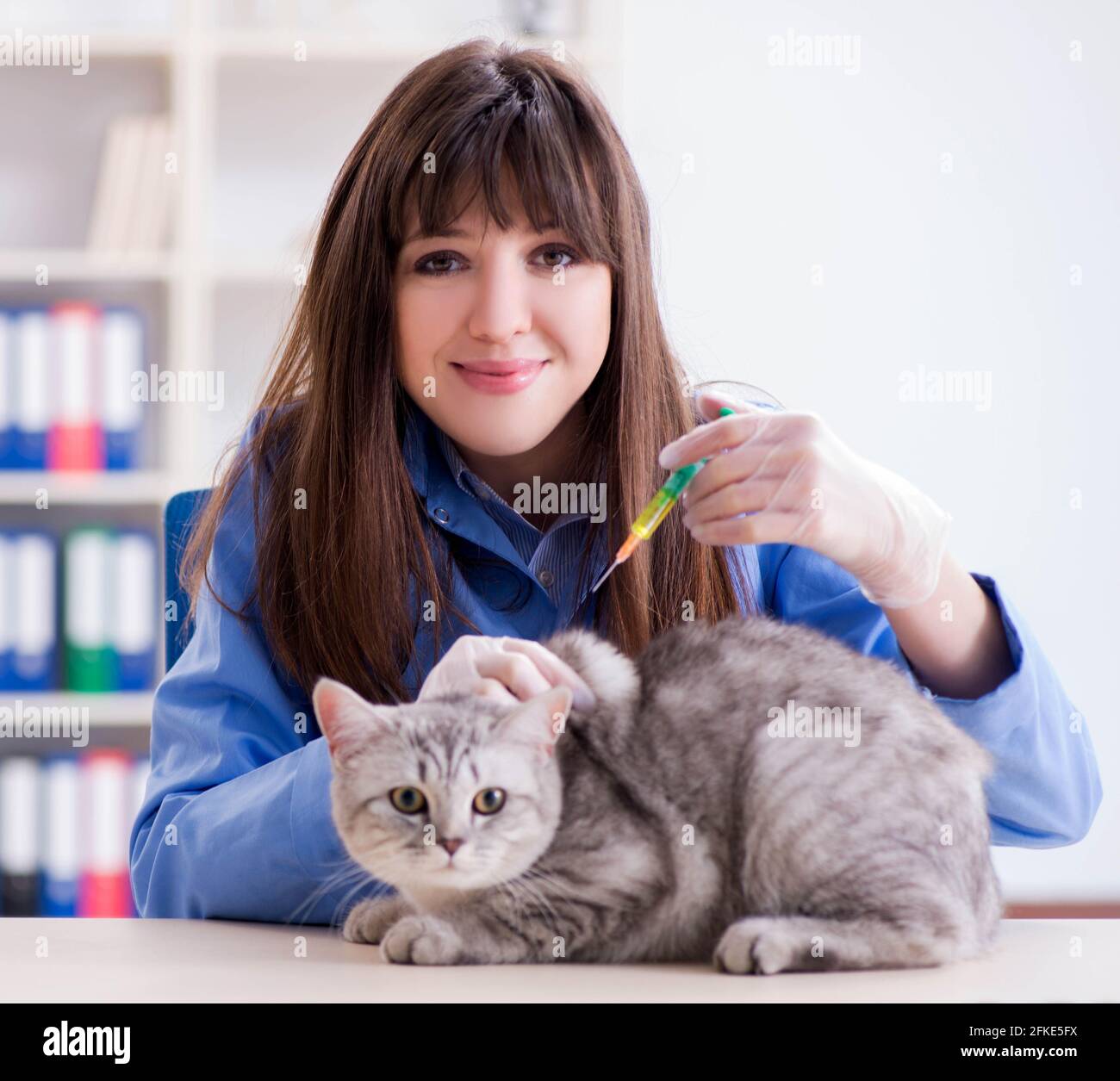 The cat being examining in vet clinic Stock Photo - Alamy