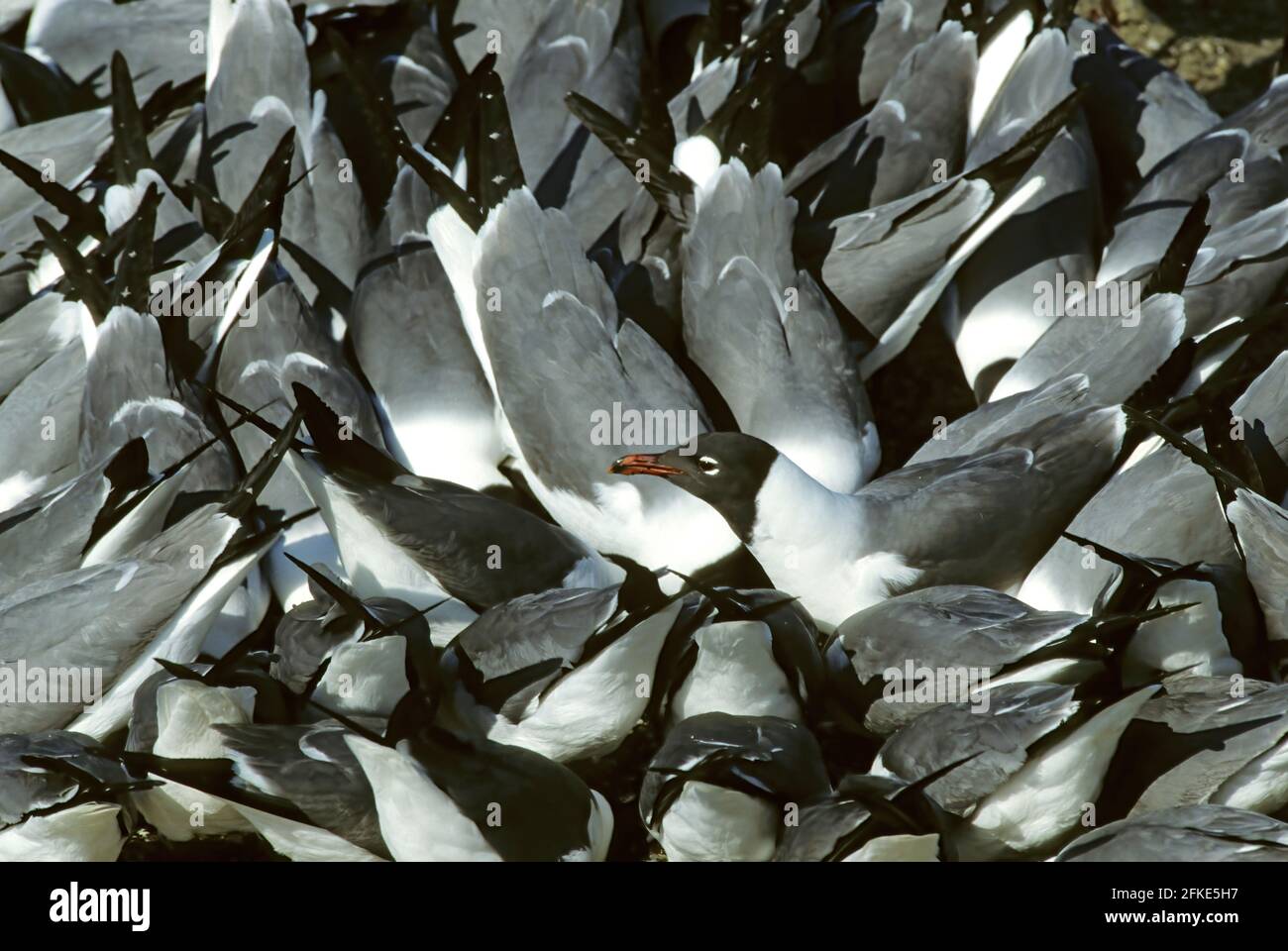 Laughing Gull flock feeeding on Horseshoe Crab Eggs Larus atricilla New ...