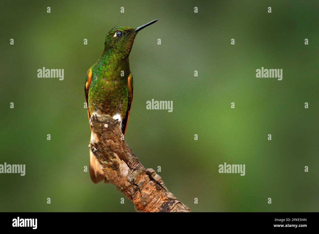 Buff-tailed coronet, Boissonneaua flavescens, beautiful bird in the ...