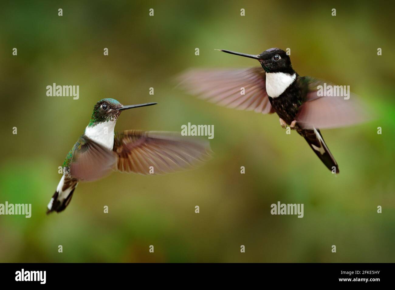 Black Inca Hummingbird
