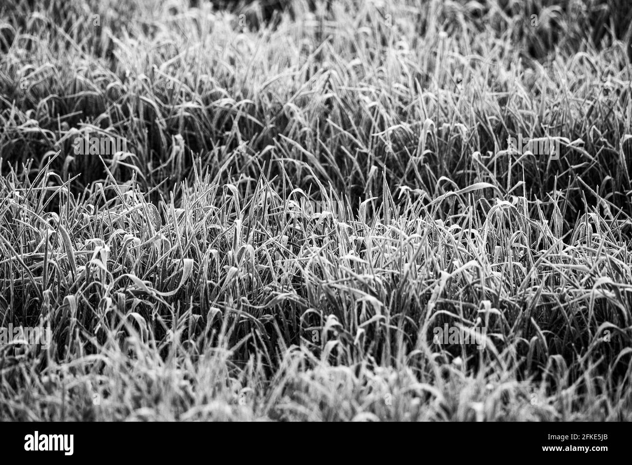 The grass is covered with frost. Spring frosty morning. Change of the ...