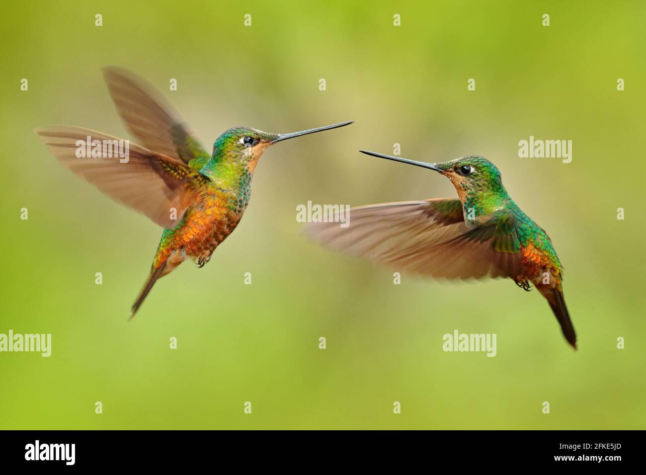 Hummingbirds with long golden tail, beautiful action flight scene with ...