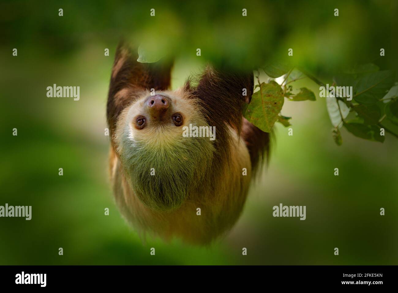 Sloth in nature habitat. Beautiful Hoffman’s Two-toed Sloth, Choloepus ...