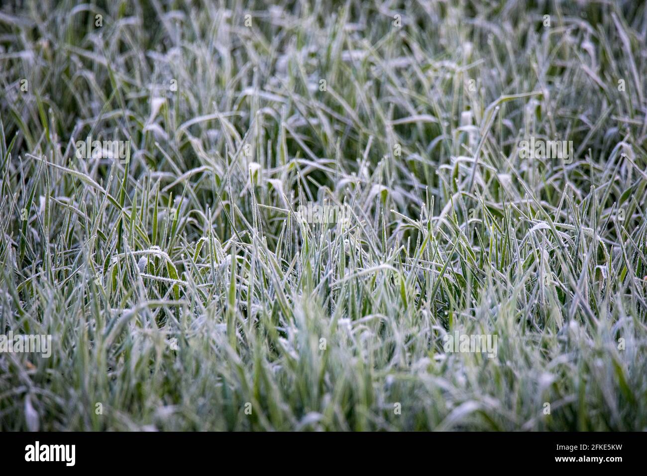 The grass is covered with frost. Spring frosty morning. Change of the ...