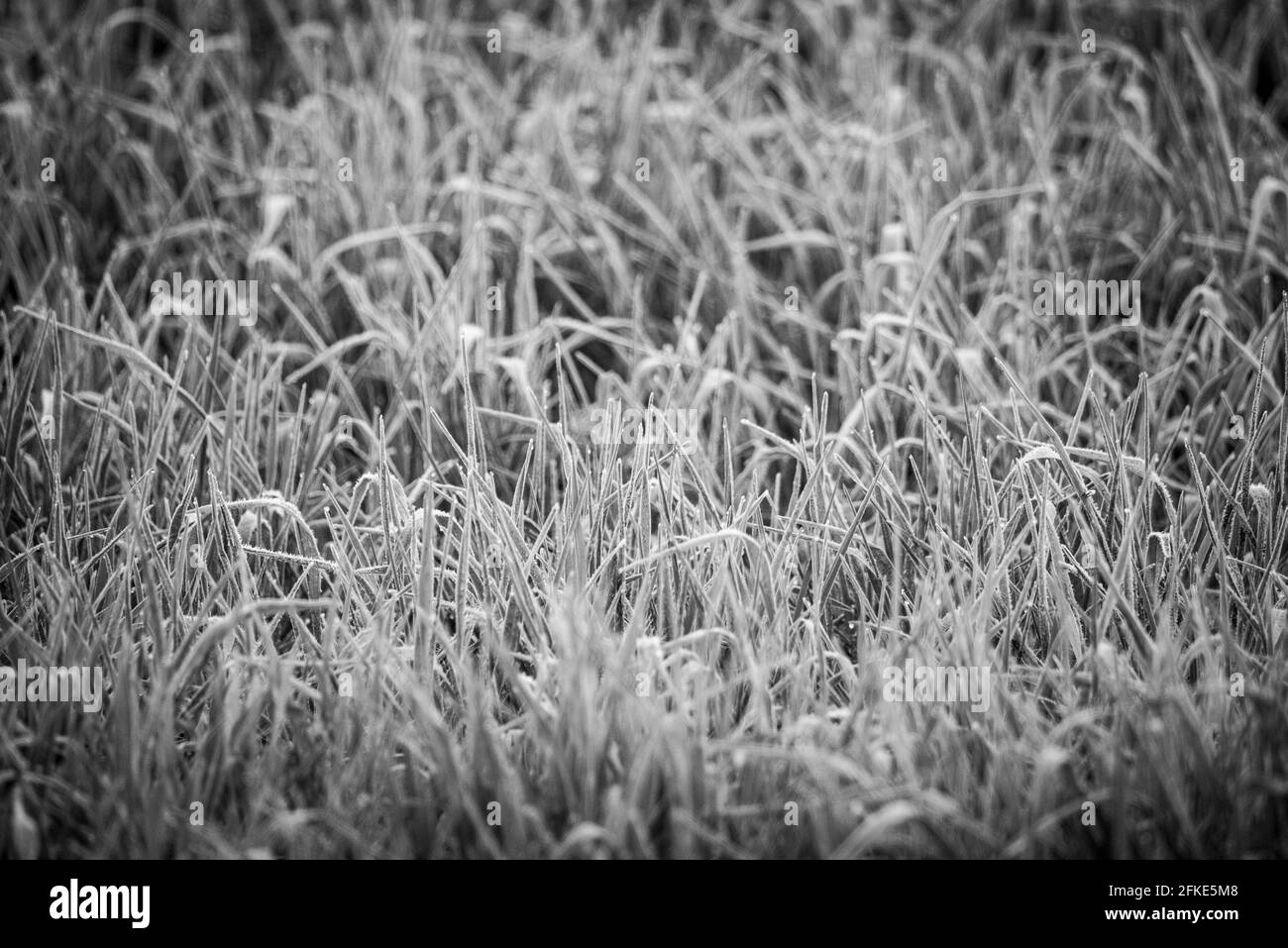 The grass is covered with frost. Spring frosty morning. Change of the ...