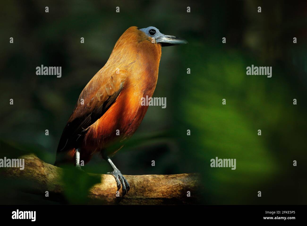 Capuchinbird, Perissocephalus tricolor, large passerine bird of the ...