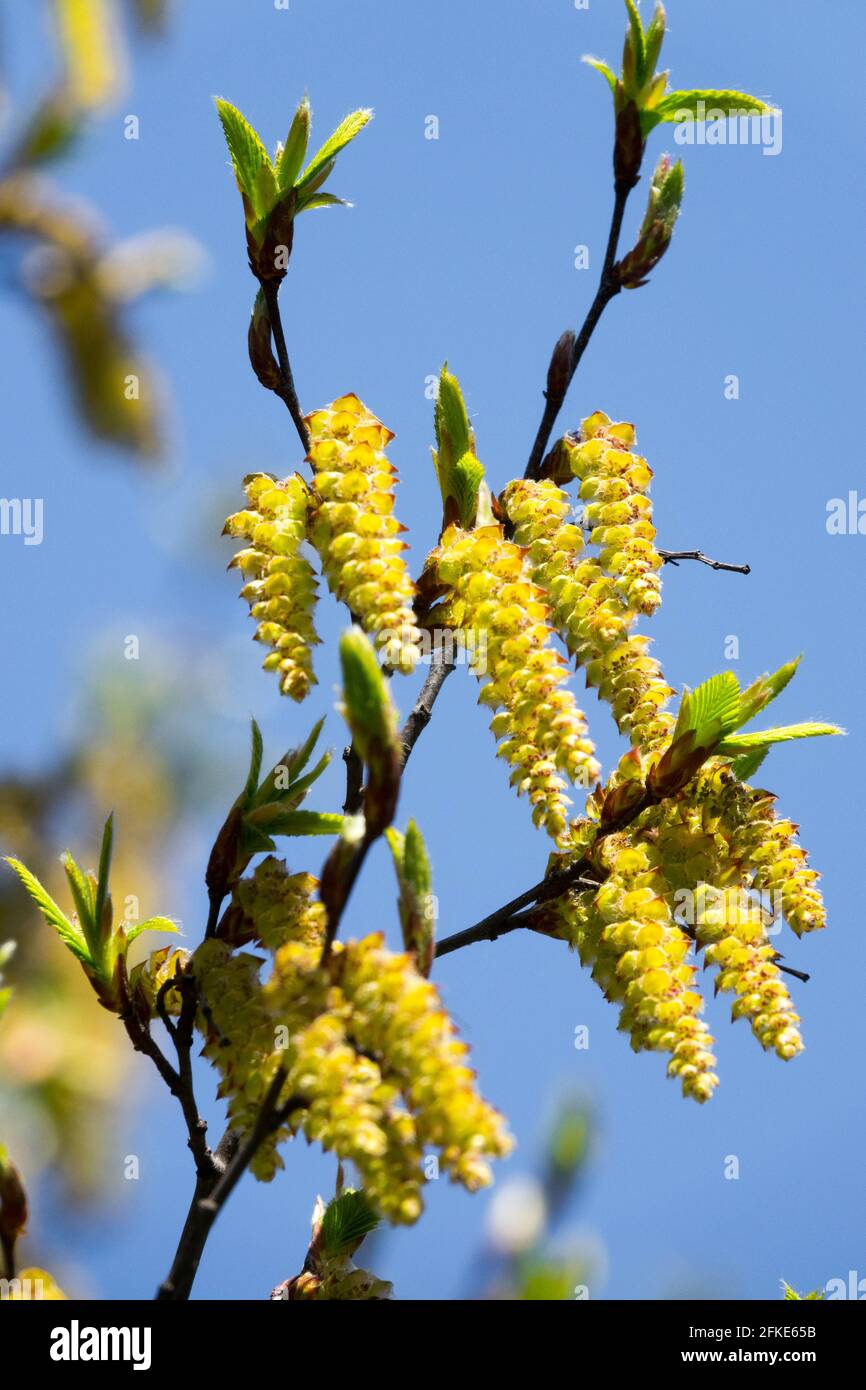 Catkins catkin pollen hi-res stock photography and images - Alamy