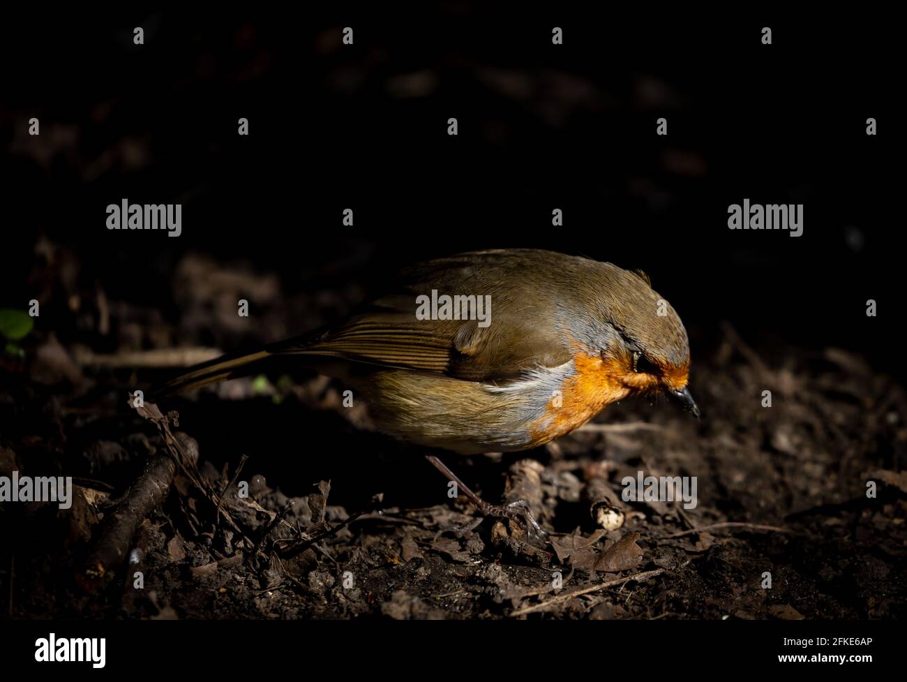 Robin bird night hi-res stock photography and images - Alamy