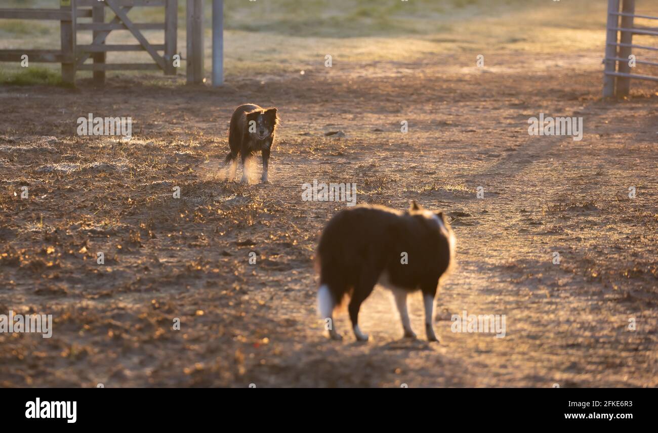 Border Collies outside at sunset Stock Photo - Alamy
