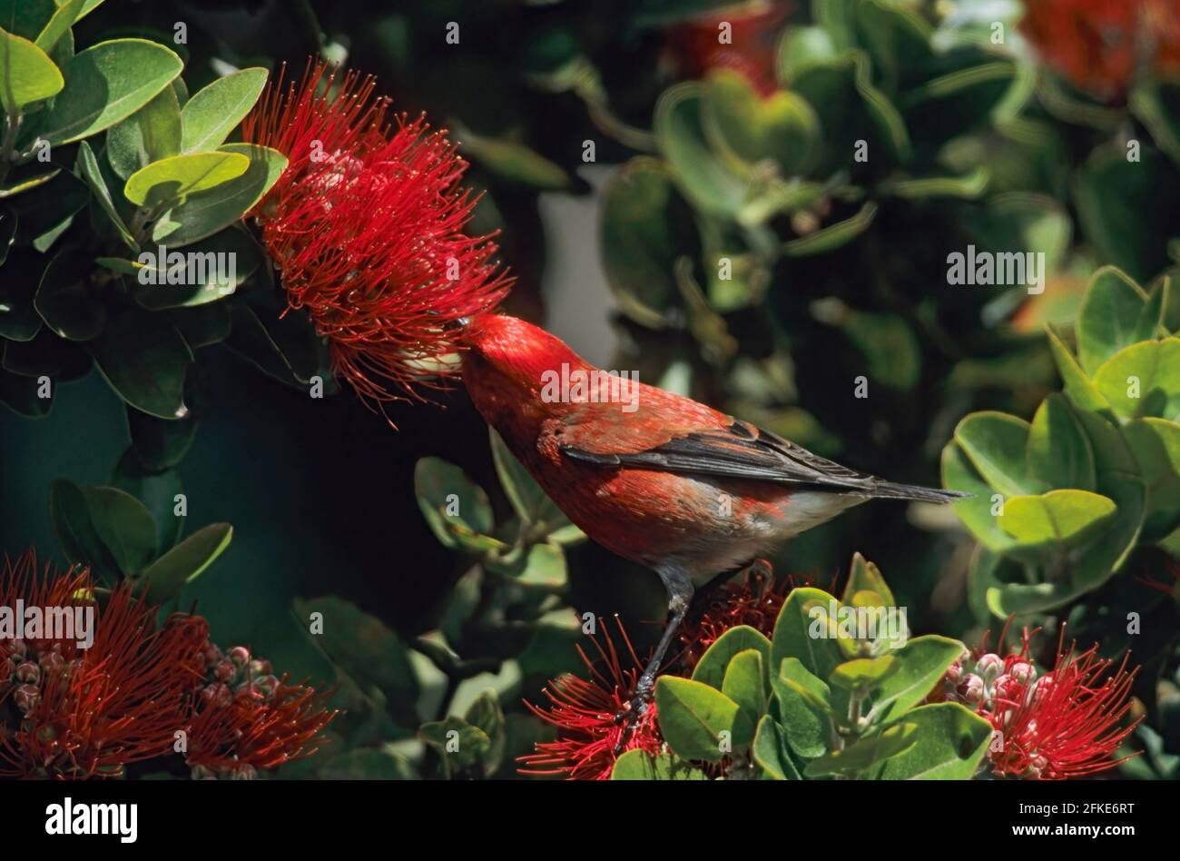 Apapane - on Ohio Flower Himatione sanguinea Big Island, Hawaii ...