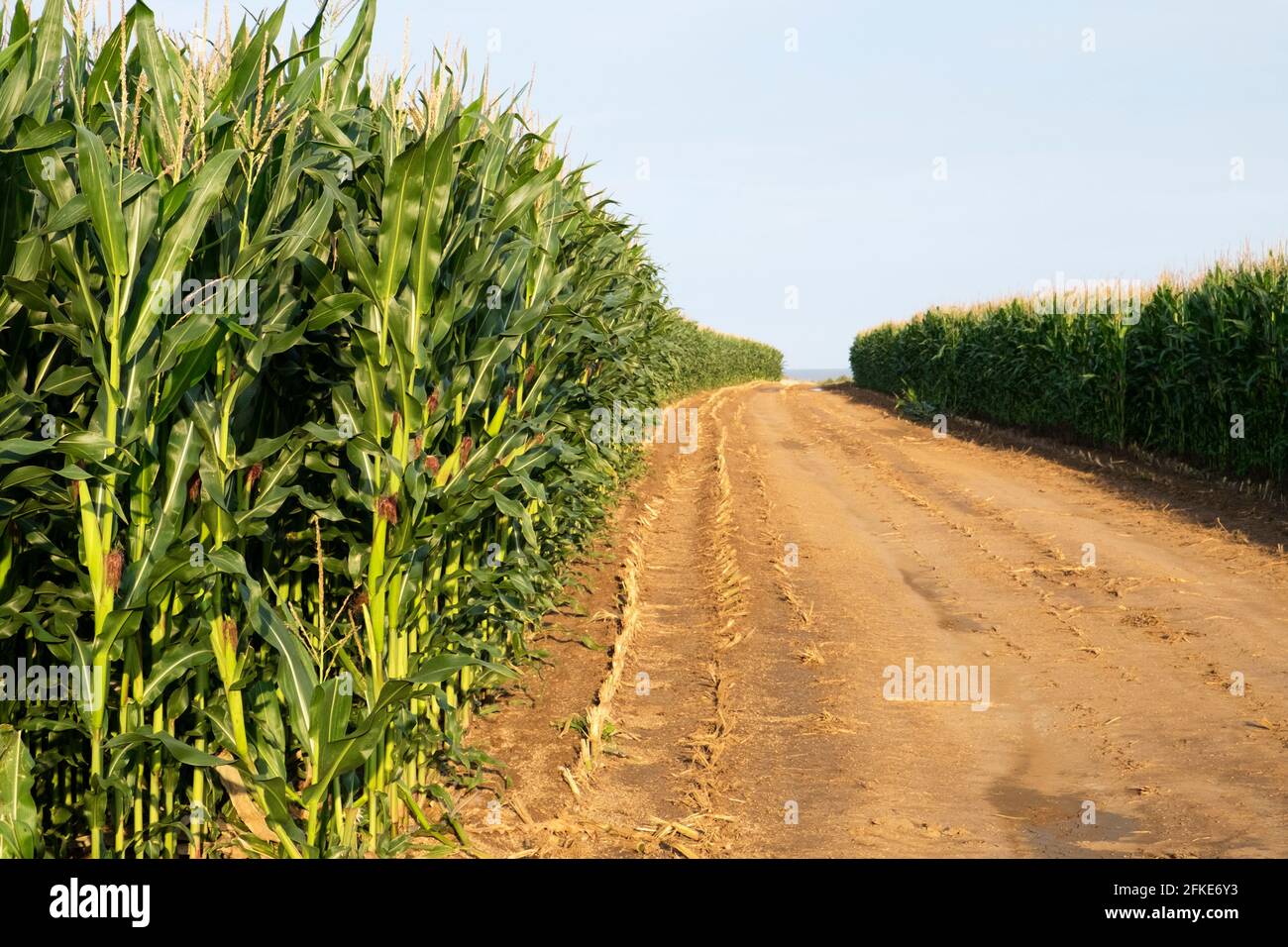 Maize crop grown for biogas production Stock Photo - Alamy